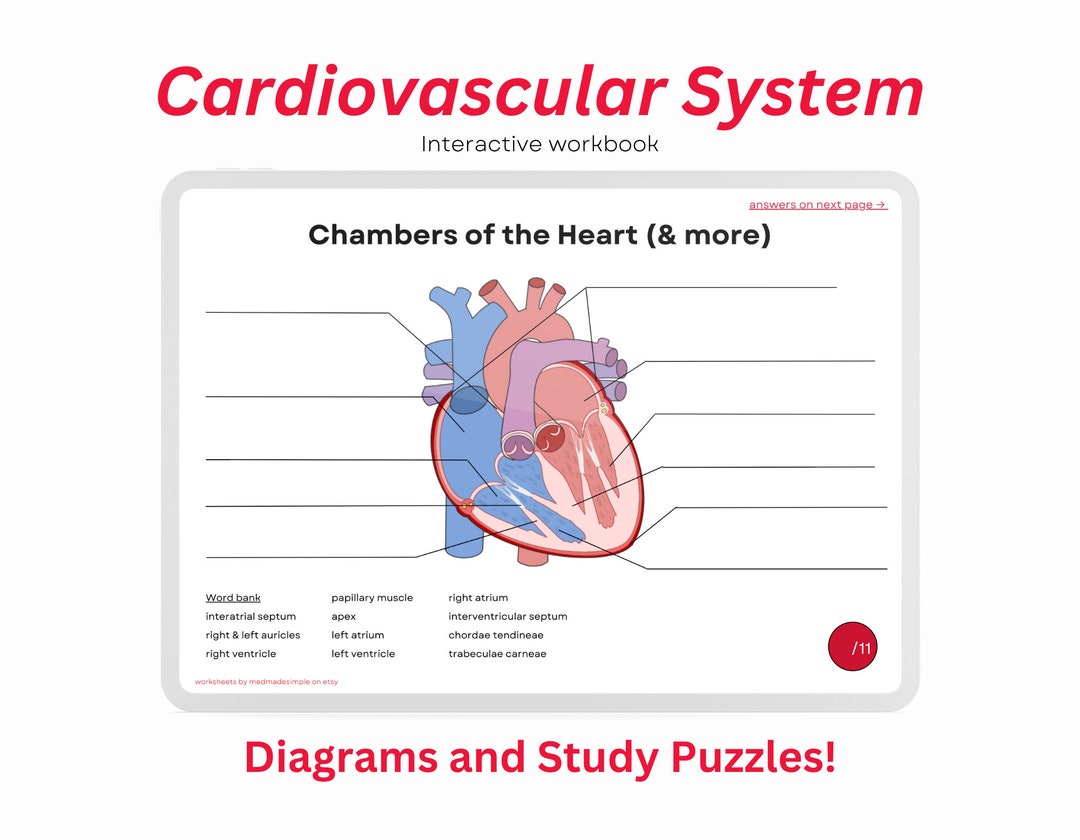 Cardiovascular System Workbook ~ Digital Cardiology Hematology ...