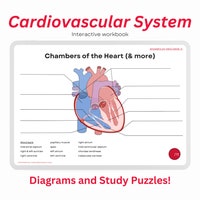 Cardiovascular System Notes Intro to Cardiology Anatomy Diagrams ...