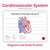 Cardiovascular System Notes Intro to Cardiology Anatomy Diagrams ...