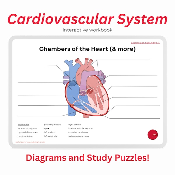 Cardiovascular System Notes Intro to Cardiology Anatomy Diagrams ...