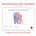 Cardiovascular System Workbook ~ Digital Cardiology Hematology ...