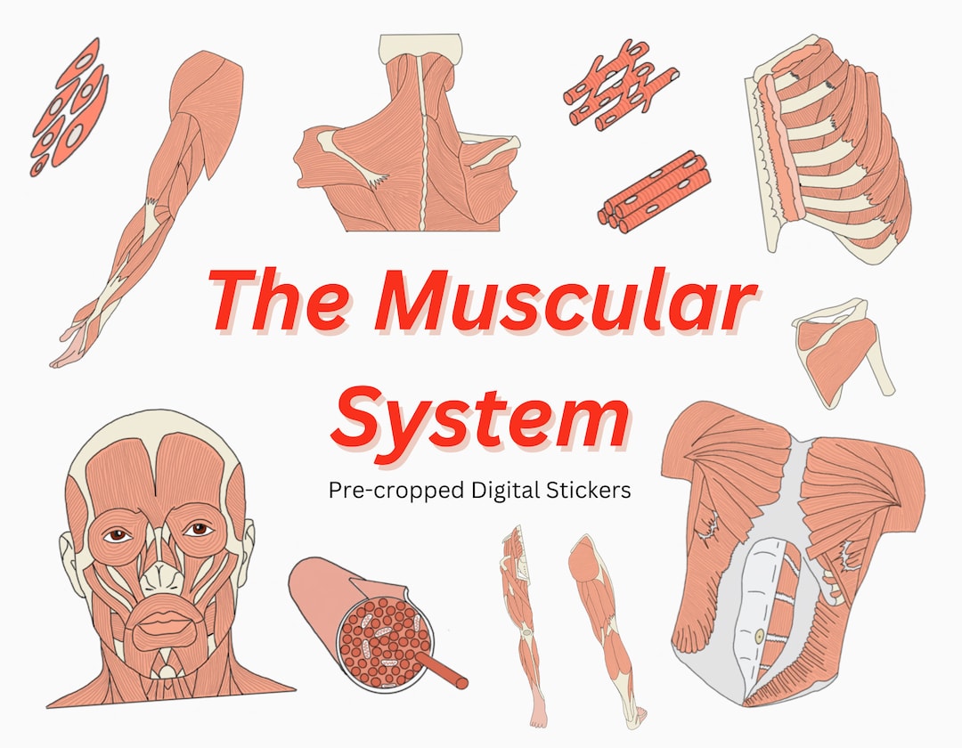 Muscular System Stickers ~ Digital Muscle Goodnotes Stickers for Notes ...