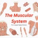 Endocrine System Digital Sticker Pack ~ Pre-crop Goodnotes Stickers for ...