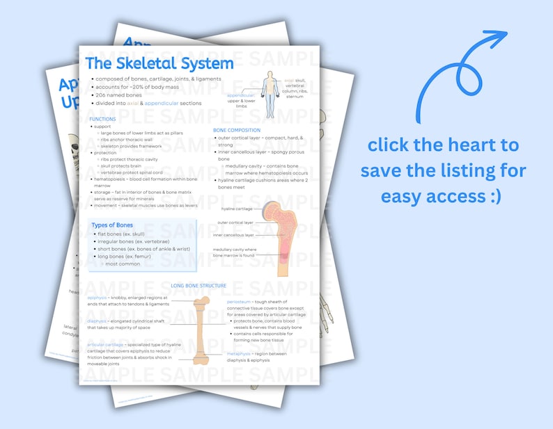 Skeletal System Notes: Anatomy Diagrams & Cheat Sheet (PDF) - Etsy