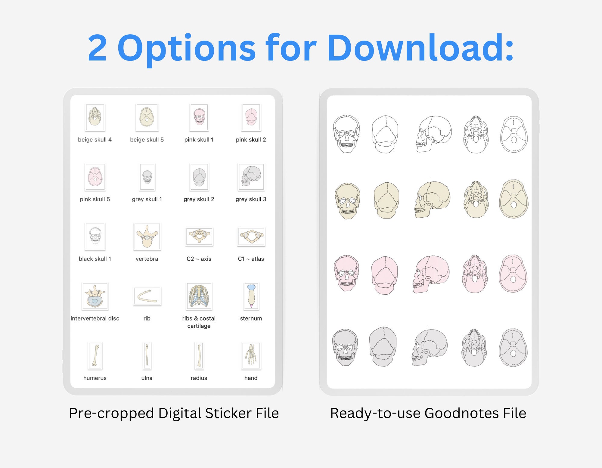 Skeletal System Anatomy Stickers: Skull, Bones (goodnotes Pre-cropped ...