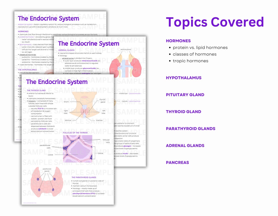 Endocrine System Note ~ Intro to Endocrine System Anatomy, Hormones ...
