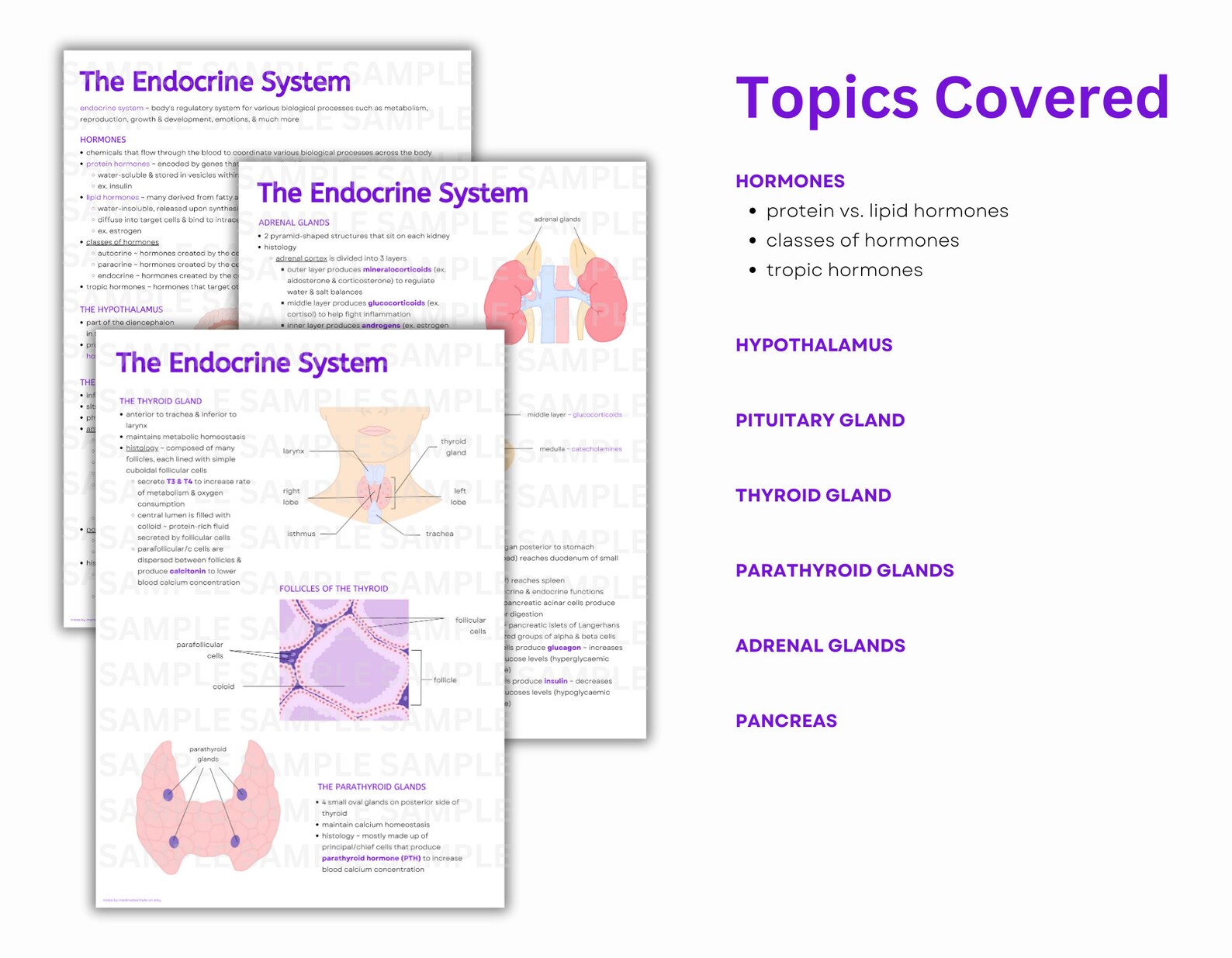 Endocrine System Note ~ Intro to Endocrine System Anatomy, Hormones ...