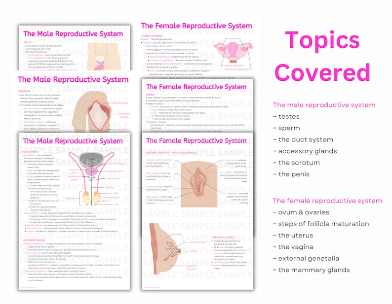 Reproductive System Notes ~ Intro to Reproductive System, Female & Male ...