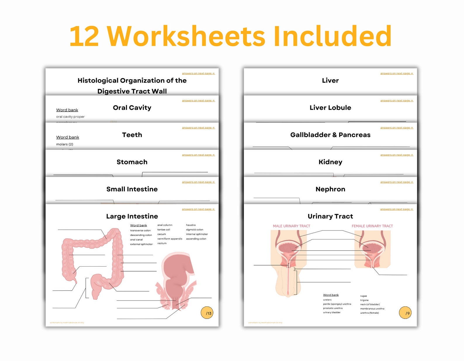 Digestive System Workbook ~ Digital Practice Sheet Printable Download ...