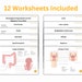 Digestive System Workbook ~ Digital Practice Sheet Printable Download ...