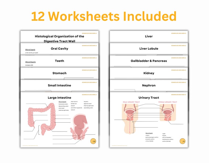 Digestive System Workbook ~ Digital Practice Sheet Printable Download ...