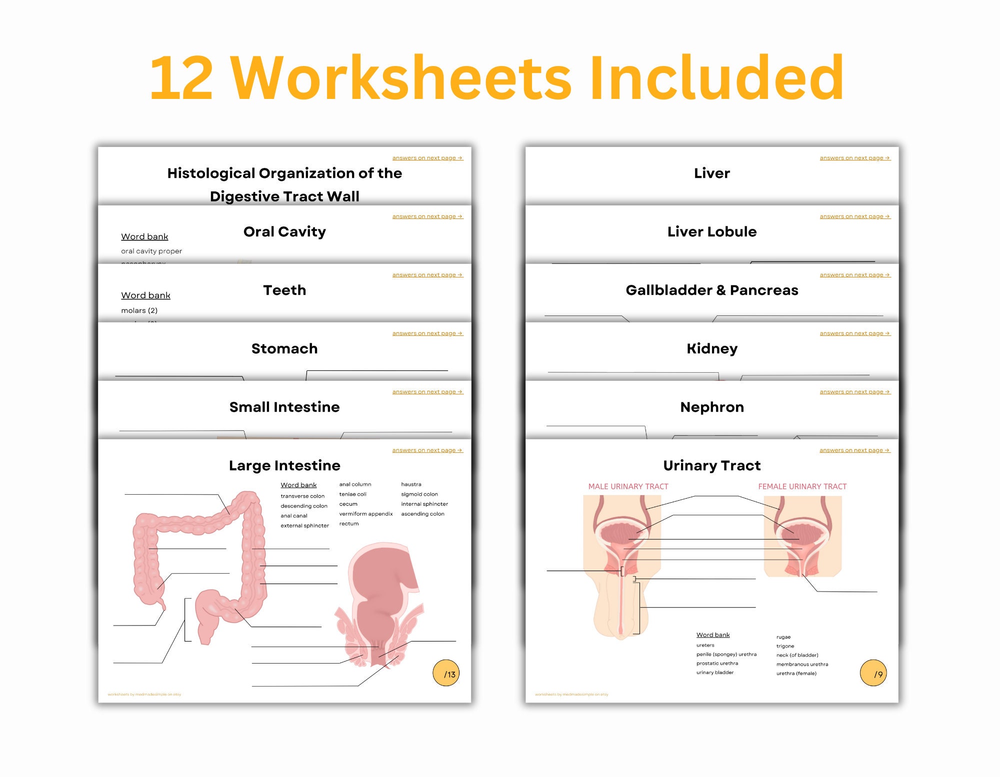 Digestive System Workbook ~ Digital Practice Sheet Printable Download, Anatomy Queue Cards ...