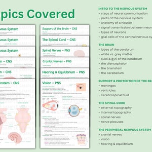 Nervous System Anatomy Notes: Brain, Spinal Cord, Eye, Ear (PDF ...