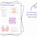 Endocrine System Note Intro to Endocrine System Anatomy, Hormones ...