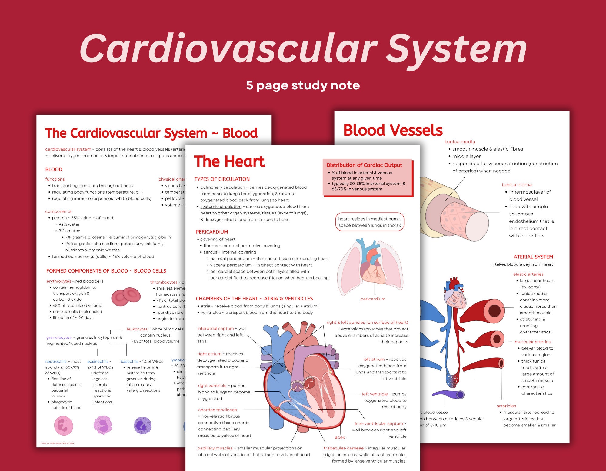 Cardiovascular System Notes ~ Intro to Cardiology Anatomy Diagrams ...