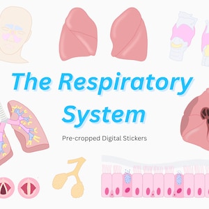 Respiratory System Digital Sticker Pack: Anatomy Note-taking (goodnotes ...