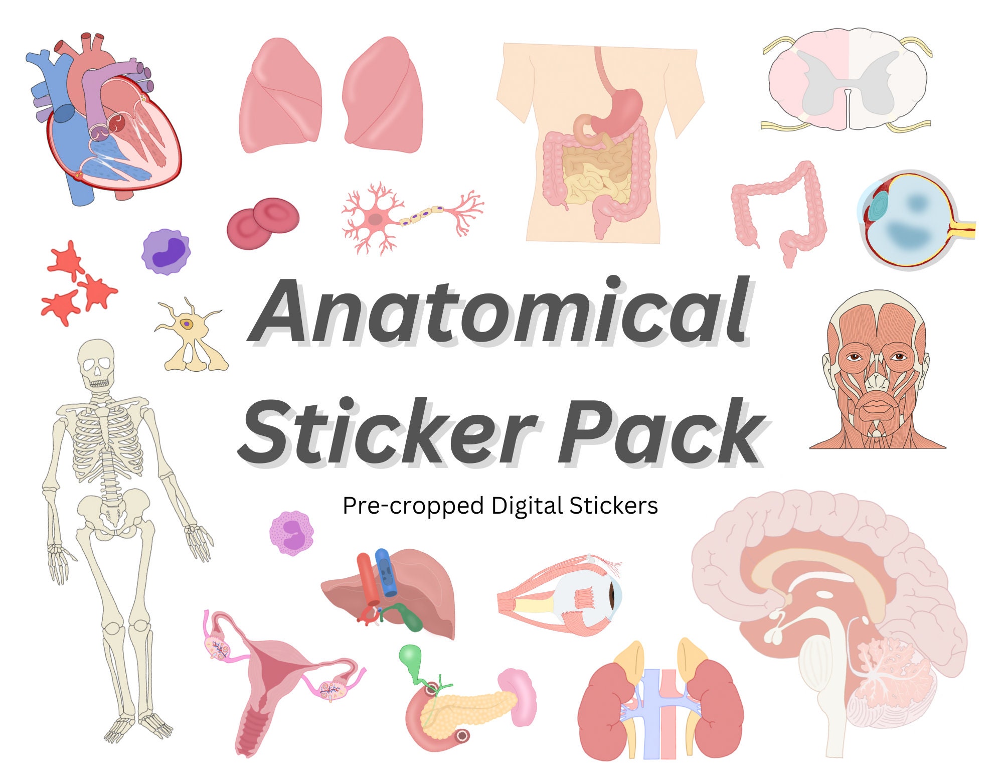 ANATOMY STICKER BUNDLE ~ Anatomical Structures Digital Sticker Sheet ...
