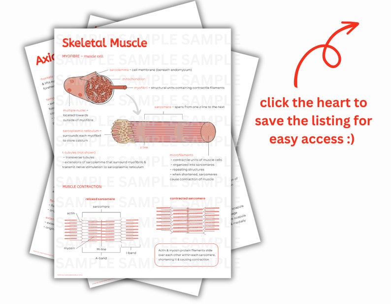 Muscular System Notes ~ Intro to Muscle Anatomy, Major Muscles Diagrams ...