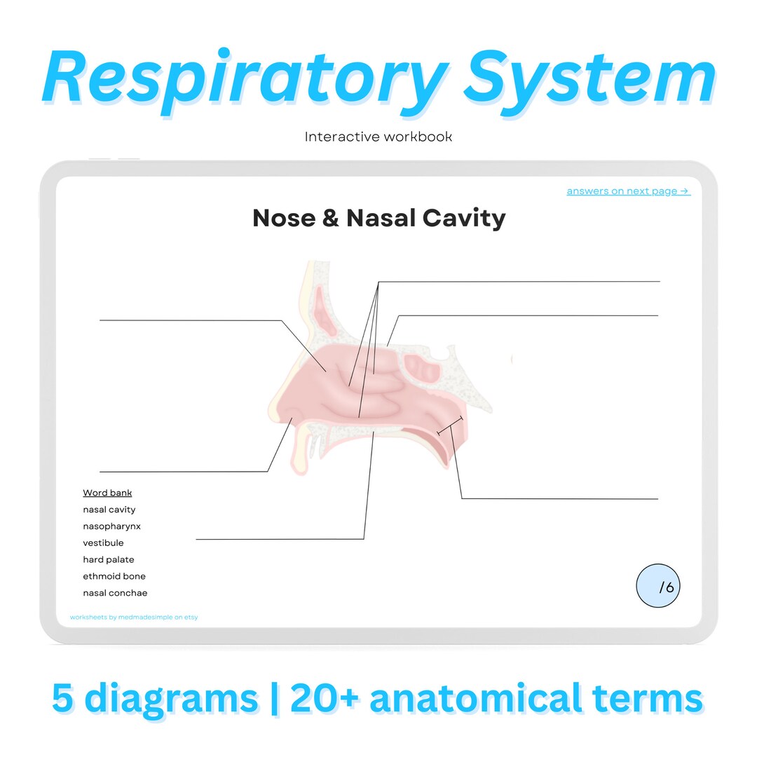 Respiratory System Workbook ~ Digital Practice Sheet Printable Download ...