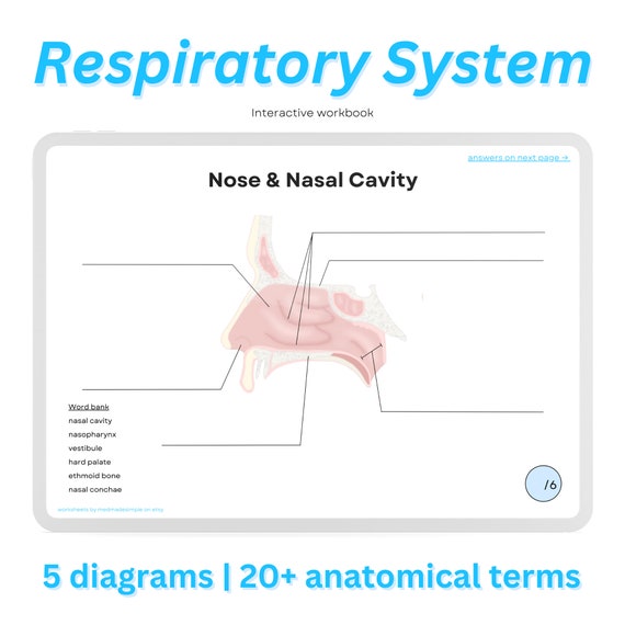 Respiratory System Diagram Worksheet