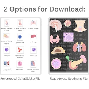 ANATOMY STICKER BUNDLE ~ Anatomical Structures Digital Sticker Sheet ...