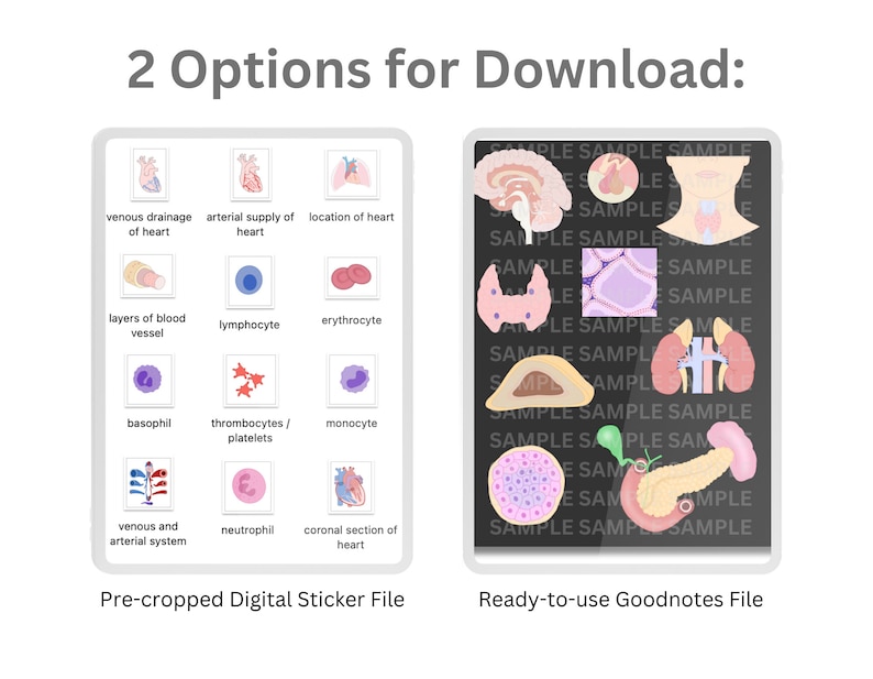 ANATOMY STICKER BUNDLE ~ Anatomical Structures Digital Sticker Sheet ...
