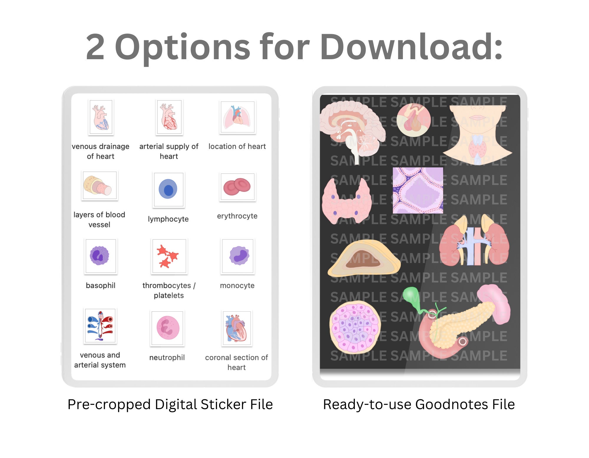 ANATOMY STICKER BUNDLE ~ Anatomical Structures Digital Sticker Sheet ...