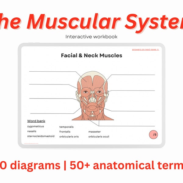 Anatomy Flashcards - Etsy