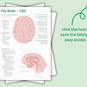 Nervous System Anatomy Notes: Brain, Spinal Cord, Eye, Ear (PDF ...