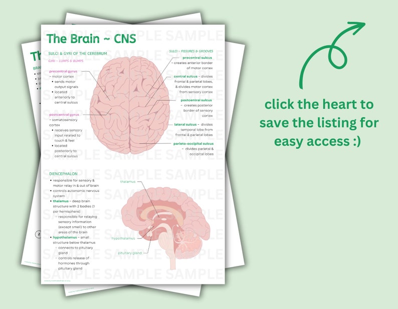 Nervous System Notes Intro to Nervous System, Neurology, Anatomy of ...