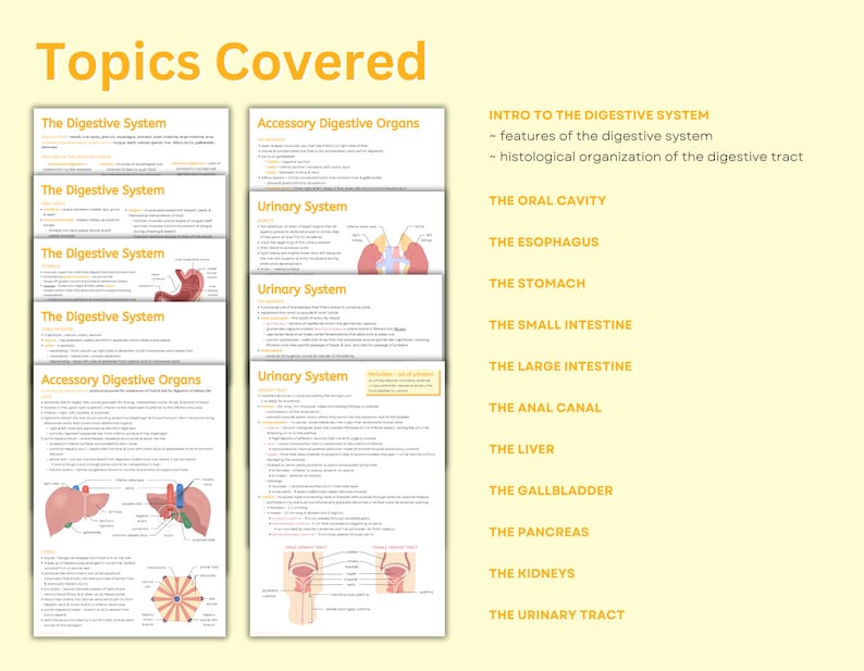 Digestive System Anatomy Notes: Premed Study Guide (PDF) - Etsy