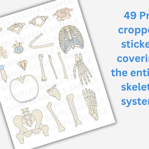 Skeletal System Digital Sticker Pack ~ Pre-crop Goodnotes Stickers ...