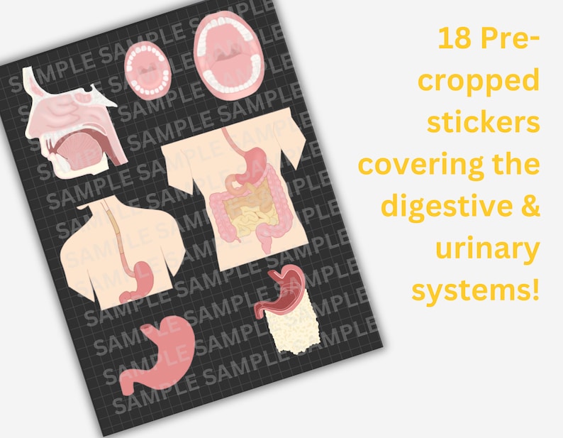 Digestive System Digital Sticker Pack ~ Pre-crop Goodnotes Stickers ...