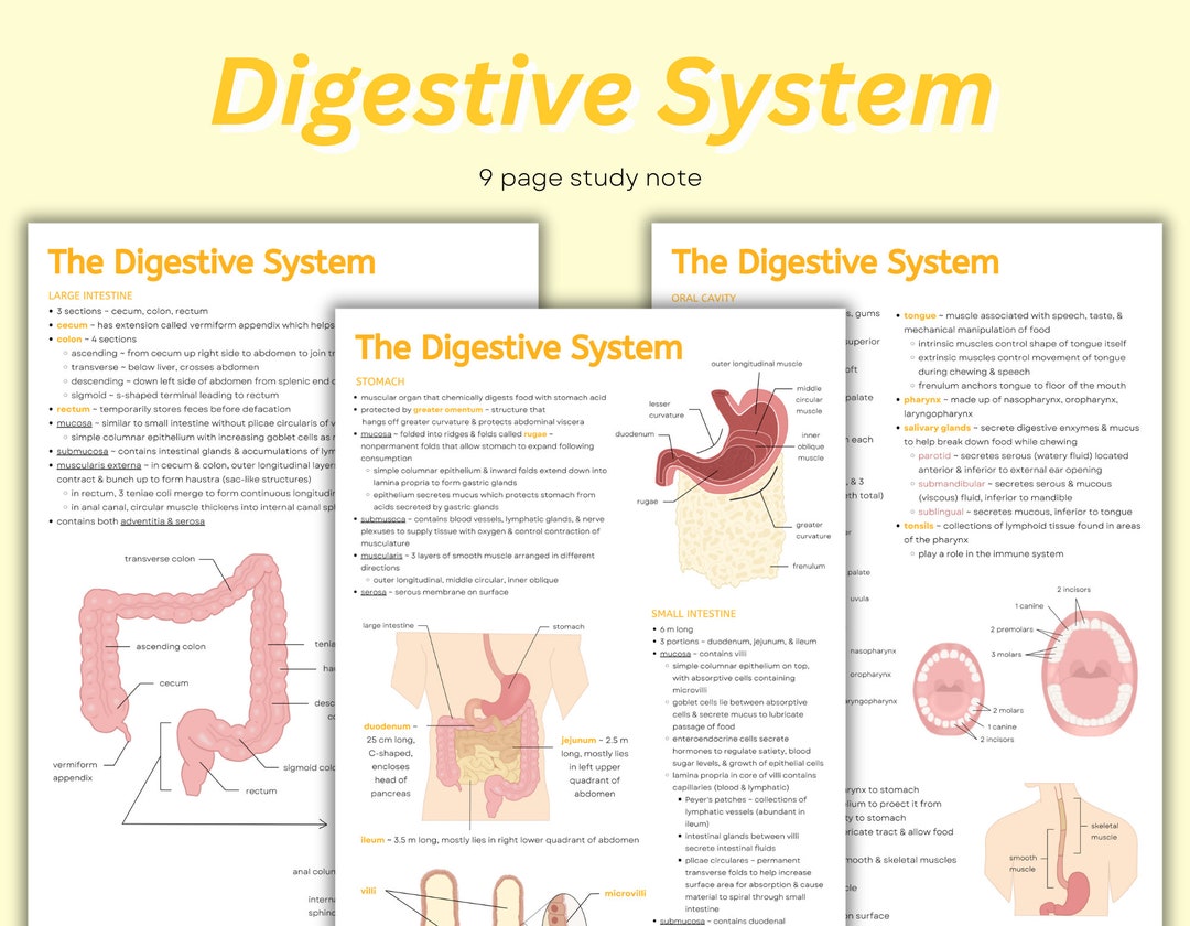 Digestive System Notes ~ Intro to Digestive System Anatomy, Stomach ...