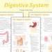 Endocrine System Digital Sticker Pack ~ Pre-crop Goodnotes Stickers for ...