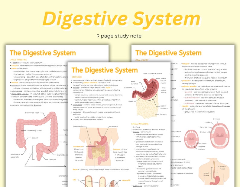 Digestive System Anatomy Notes: Premed Study Guide (PDF) - Etsy