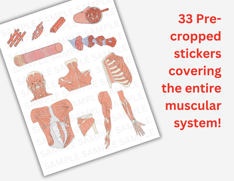 Muscular System Stickers ~ Digital Muscle Goodnotes Stickers for Notes ...