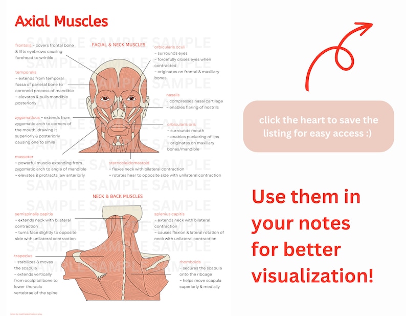 Muscular System Stickers ~ Digital Muscle Goodnotes Stickers for Notes ...