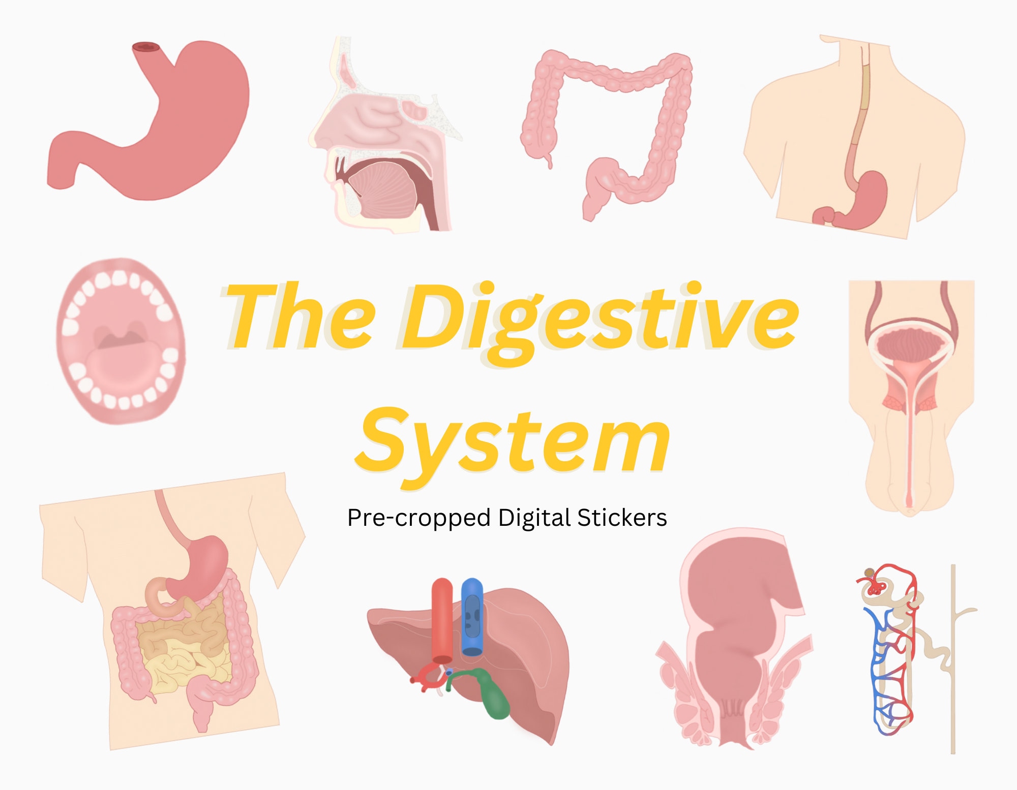 Digestive System Digital Sticker Pack ~ Pre-crop Goodnotes Stickers ...