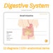 Digestive System Workbook ~ Digital Practice Sheet Printable Download ...