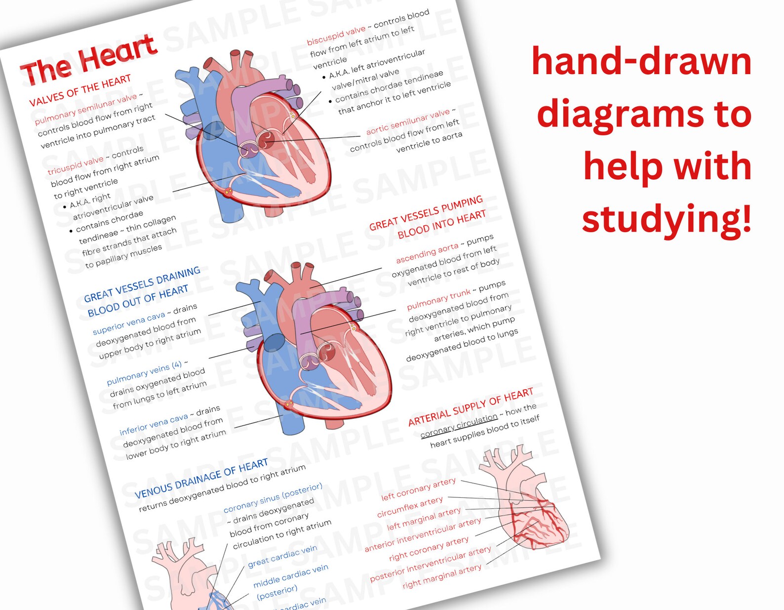 Cardiovascular System Notes ~ Intro to Cardiology Anatomy Diagrams ...