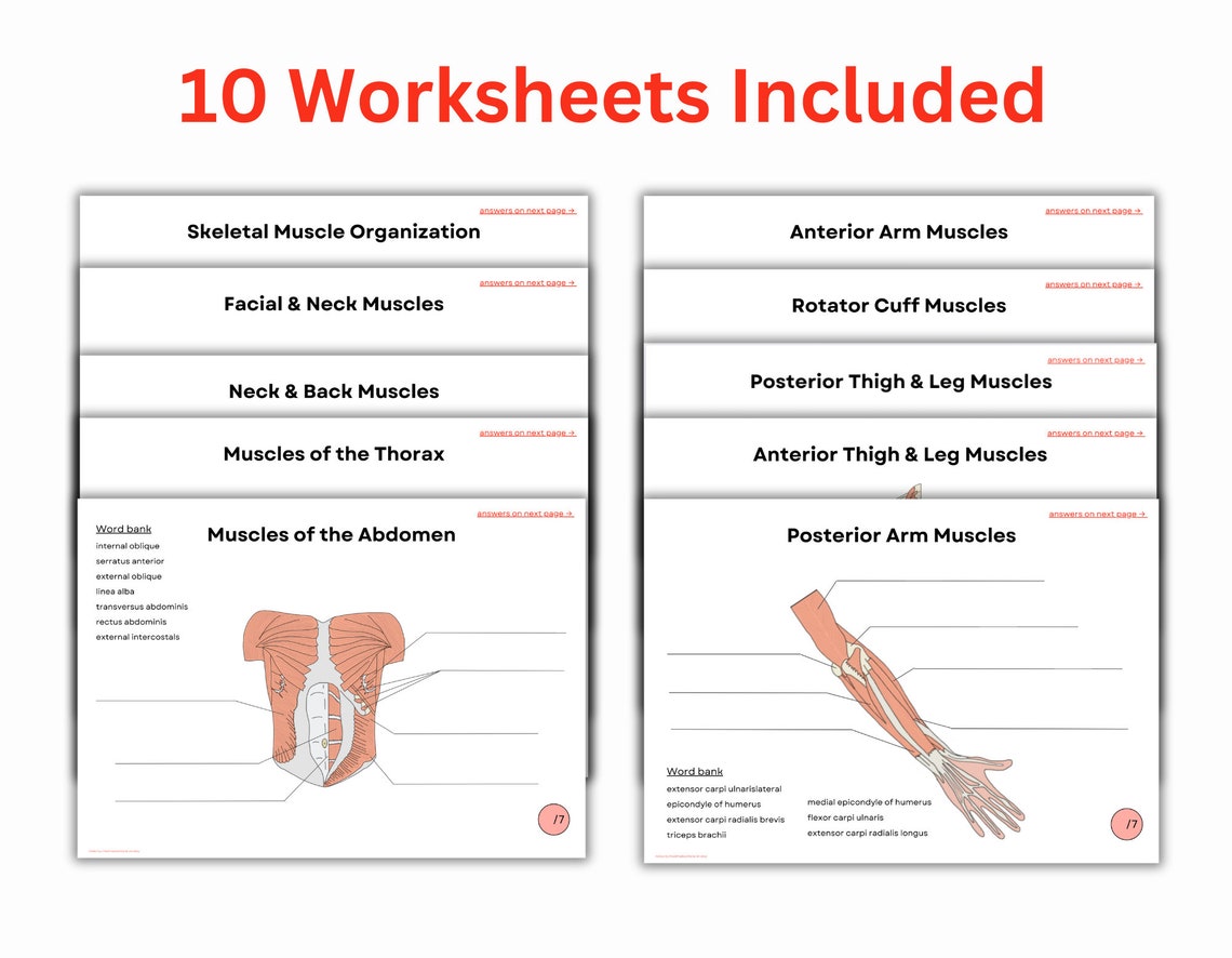 Muscular System Workbook: Anatomy Practice Sheets (digital Download) - Etsy