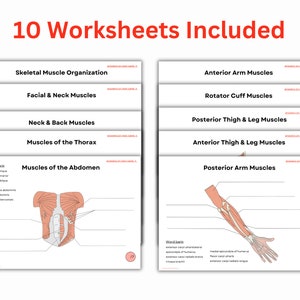 Muscular System Workbook: Anatomy Practice Sheets (digital Download) - Etsy