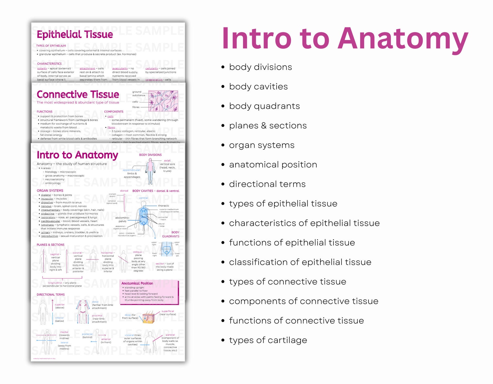 Intro to Anatomy Notes Bundle: Beginner's Guide (PDF Download) - Etsy