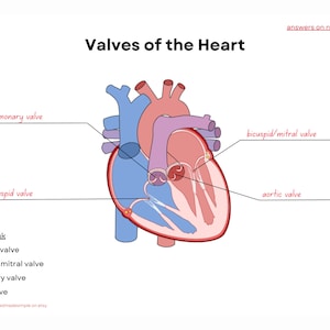 Cardiovascular System Workbook ~ Digital Cardiology Hematology ...