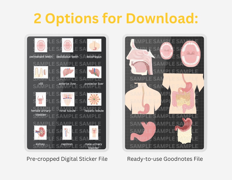 Digestive System Digital Sticker Pack ~ Pre-crop Goodnotes Stickers ...