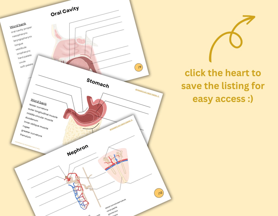 Digestive System Workbook ~ Digital Practice Sheet Printable Download ...