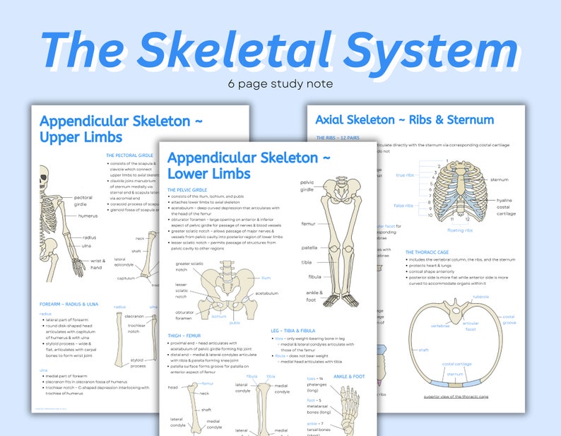 Skeletal System Notes Intro to Skeletal System, Skeleton Anatomy, Major ...