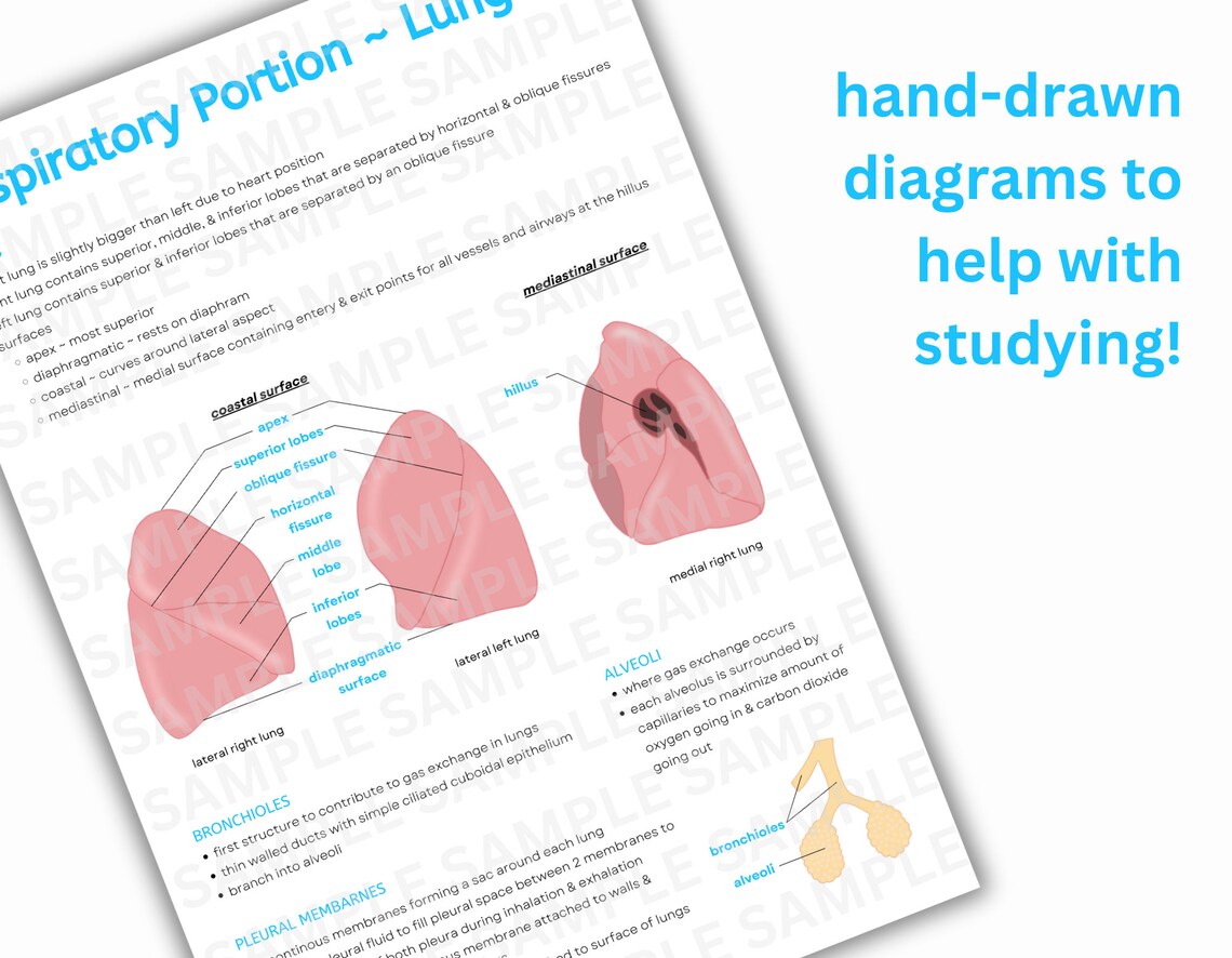 Respiratory System Notes ~ Intro to Anatomy Diagrams & Notes, Lungs ...