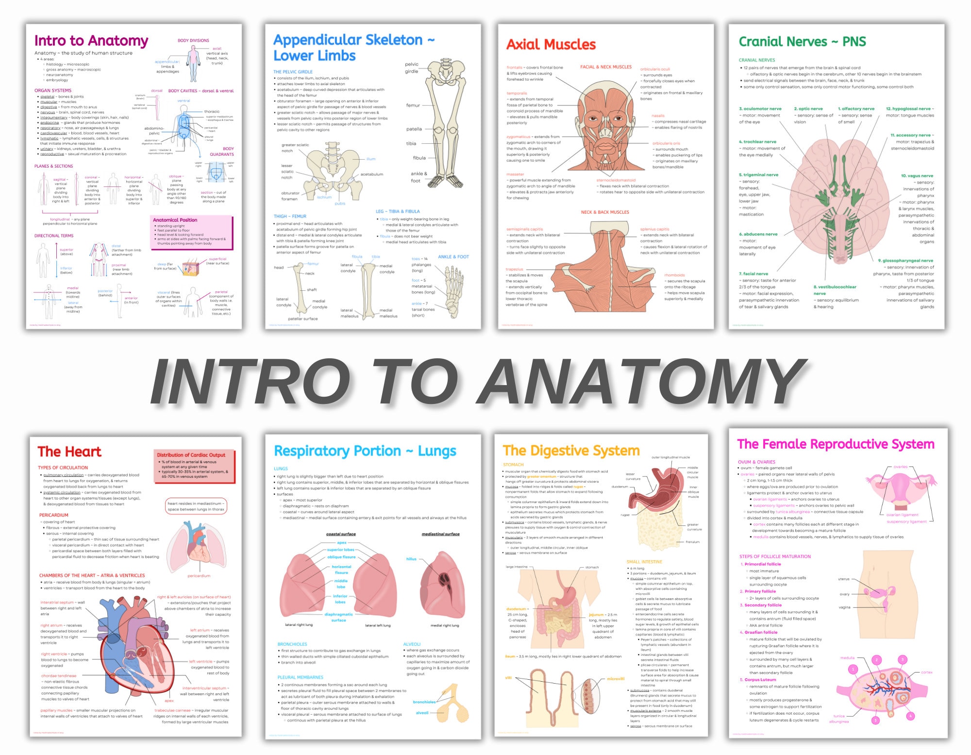 ANATOMY INTRO BUNDLE ~ Intro to Anatomy Notes for Beginners, Skeletal ...
